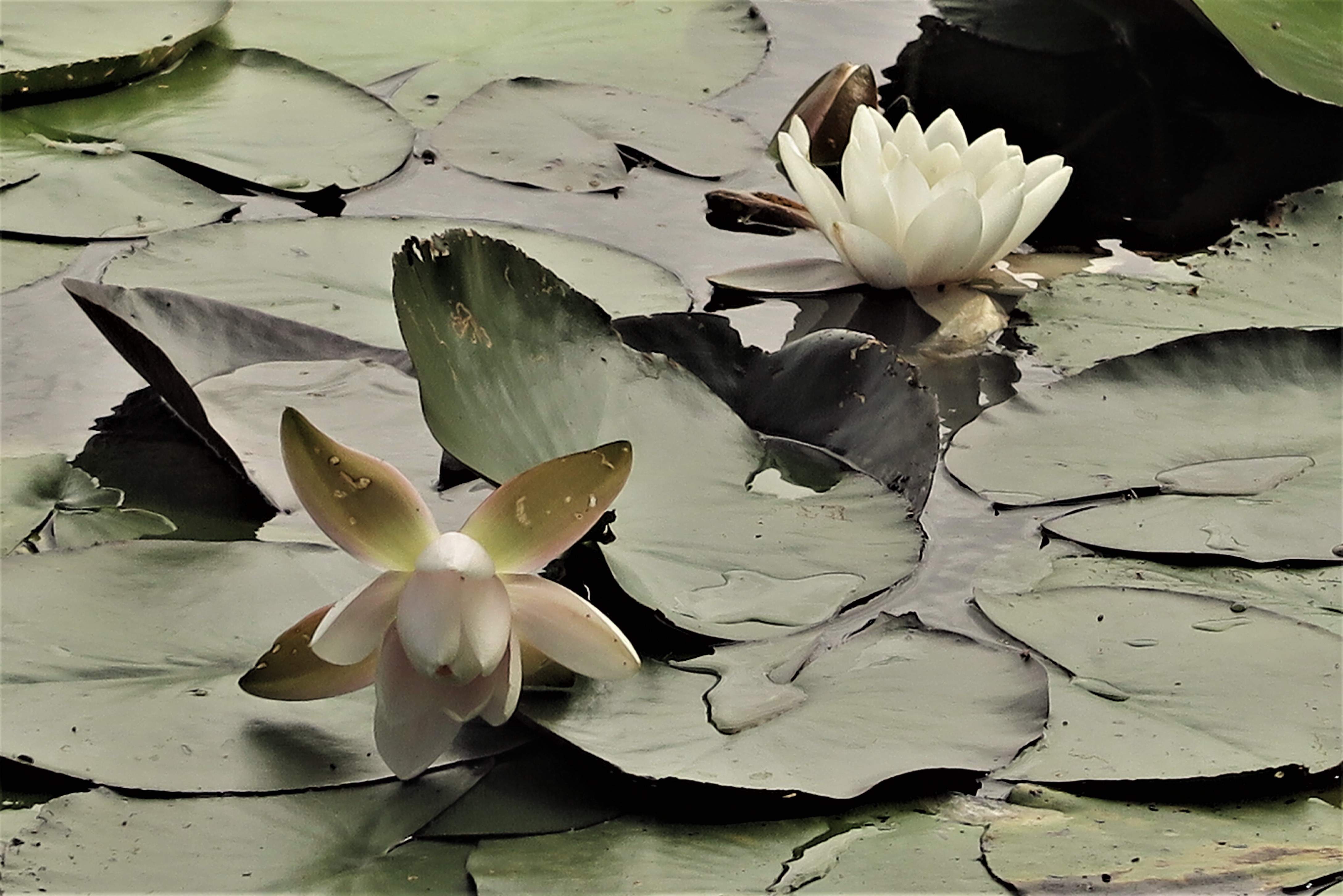 50. (Eng.) Body of Light – LICHT WERK(T) = LIGHT WORK(S)